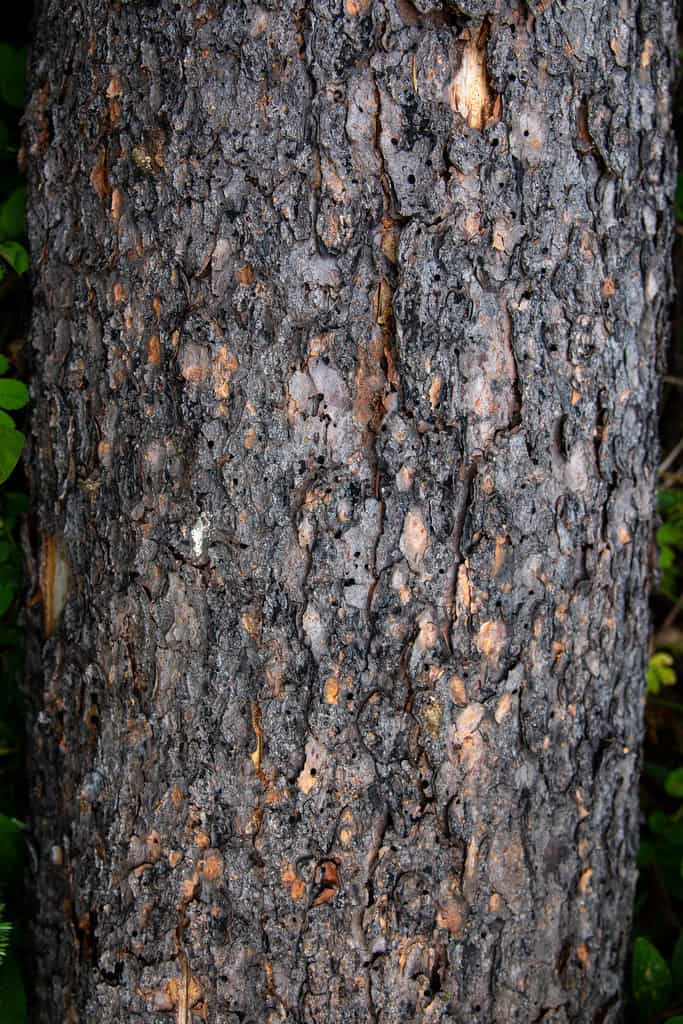 Safeguarding a Watershed – The Basin Creek Good Neighbor Authority ...